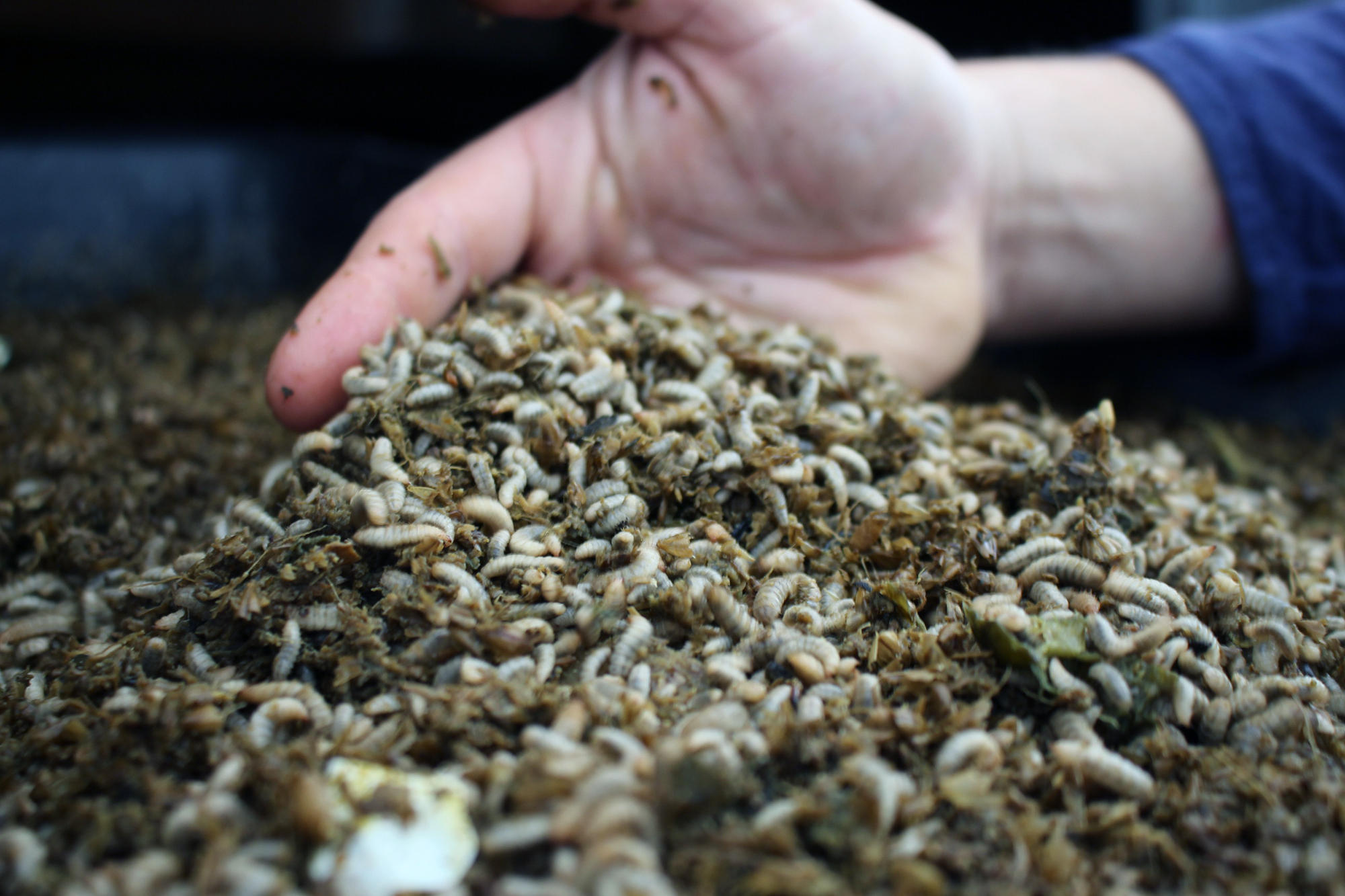 Tantangan Penggunaan Maggot di Industri Pakan Ikan dan Unggas | Poultry ...