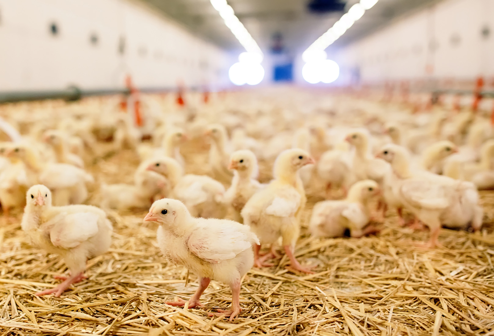 Memaksimalkan Potensi Genetik melalui Kandang Closed House | Poultry ...