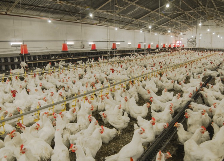 Belajar Dari Pengalaman Negara Lain | Poultry Indonesia